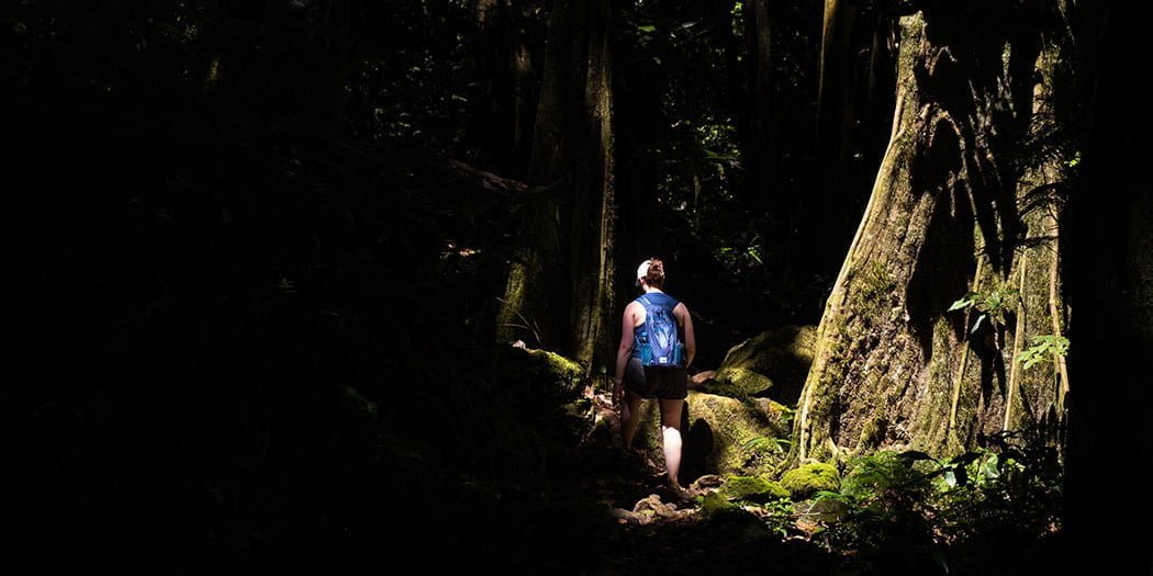 Tips for Photographing in Rainforest and Jungle