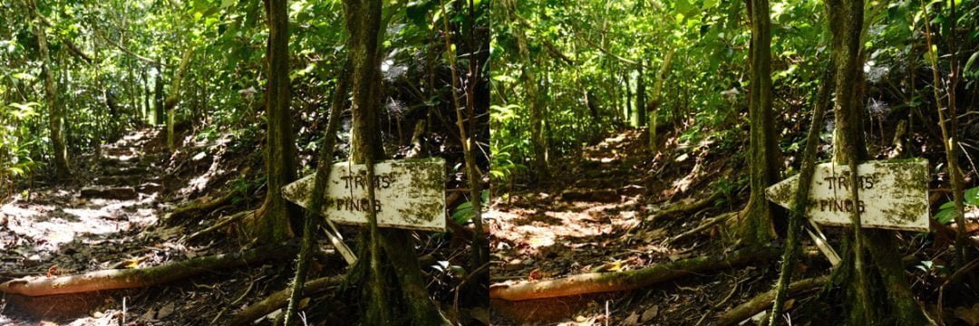 Tips for Photographing in Rainforest and Jungle